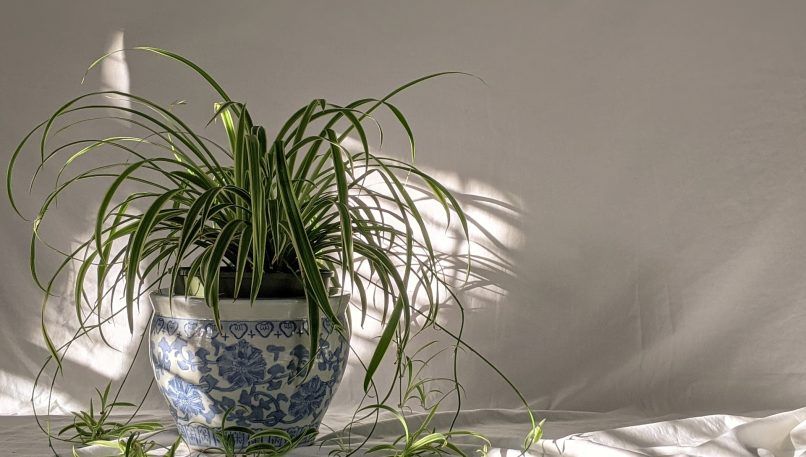 A guide on how to grow and care of spider plants