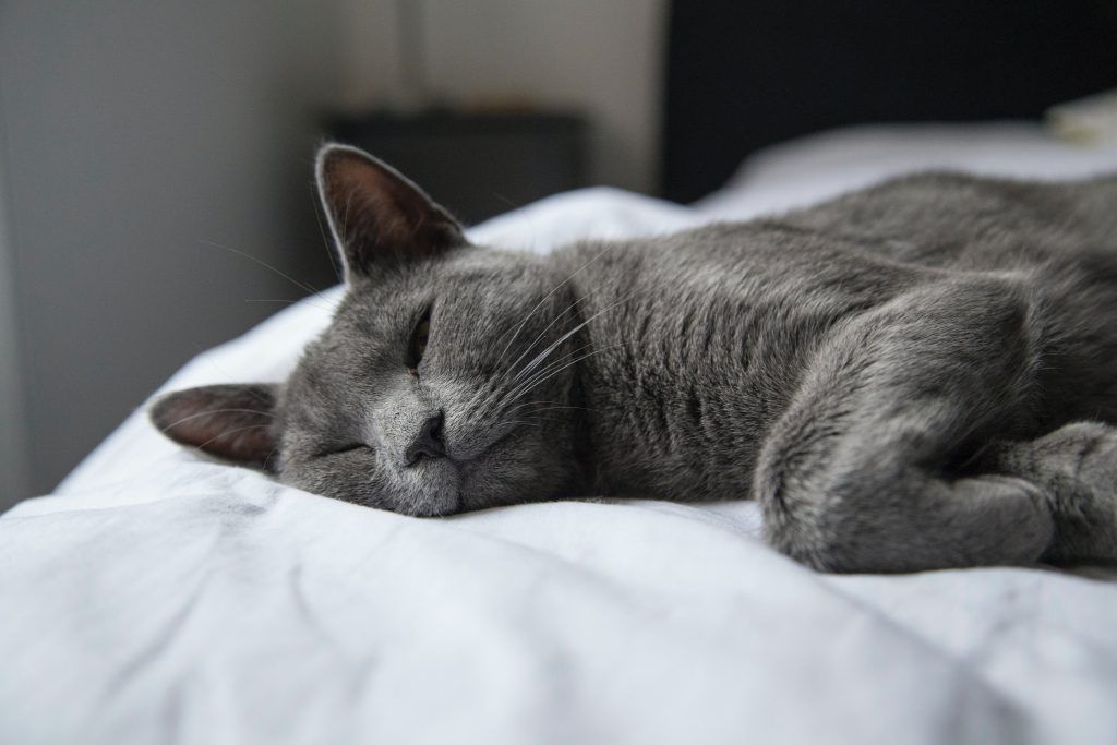 This is the cat breed that's most compatible with your zodiac sign