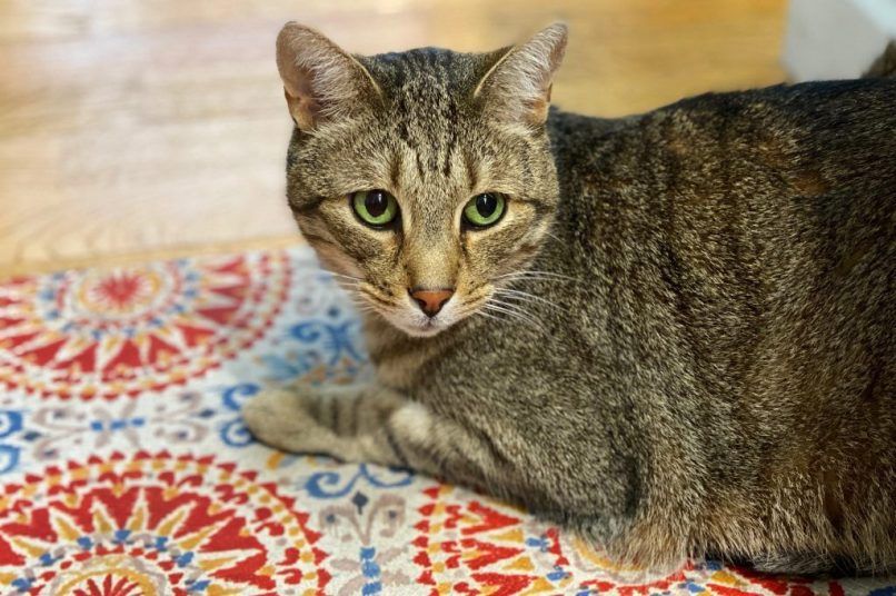 This is the cat breed that's most compatible with your zodiac sign