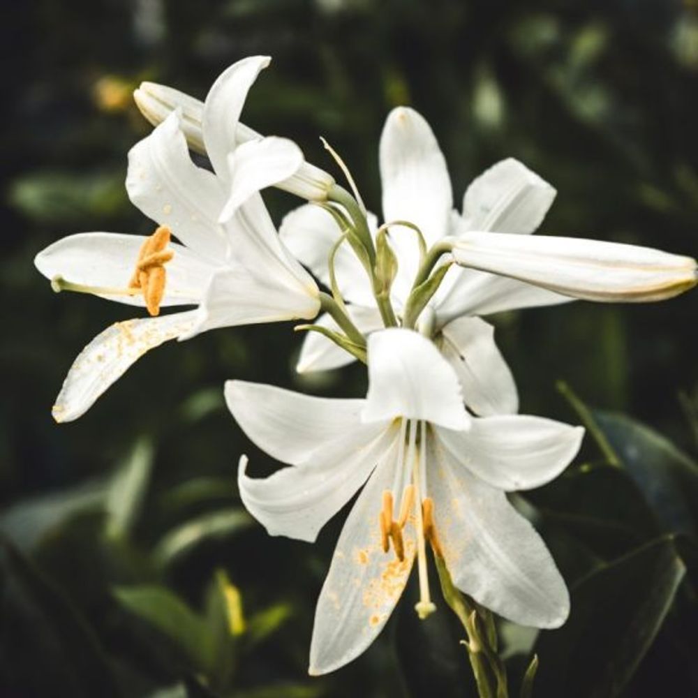 Chinese zodiac: Lucky flowers based on your sign to bring good luck
