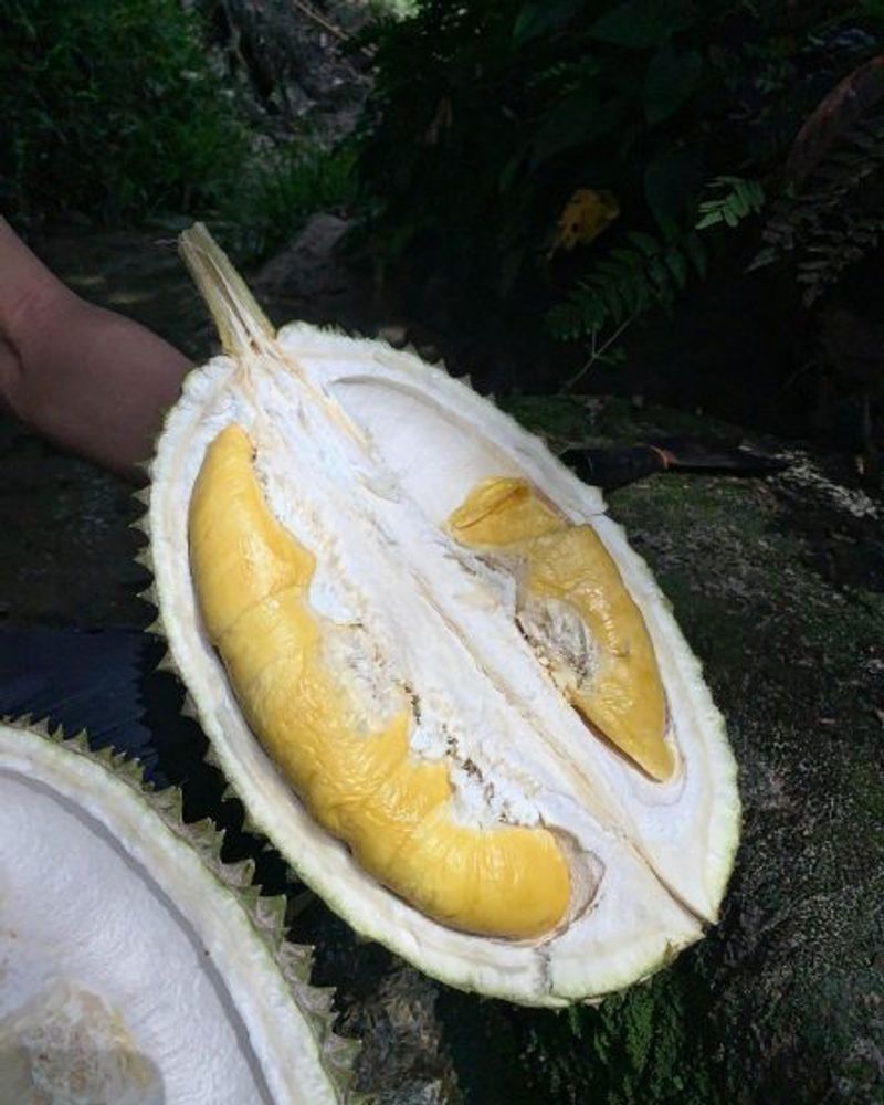 10 stalls for the best durian in Kuala Lumpur and Selangor today