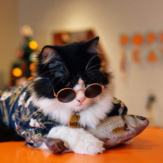 5 best cat cafes in KL for good food and the cutest cats today