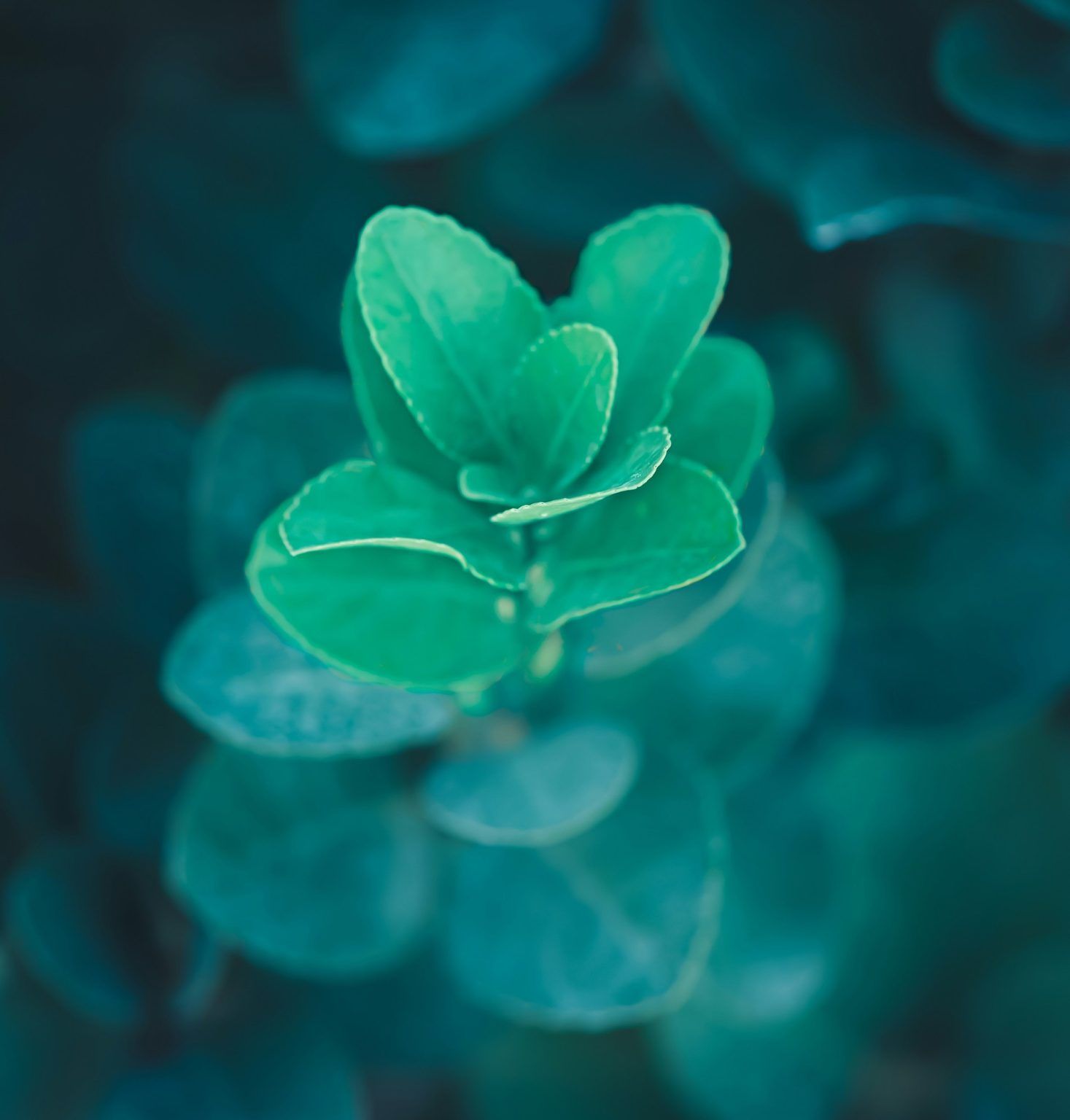 Lucky colours for your Chinese zodiac in Year of the Dragon 2024