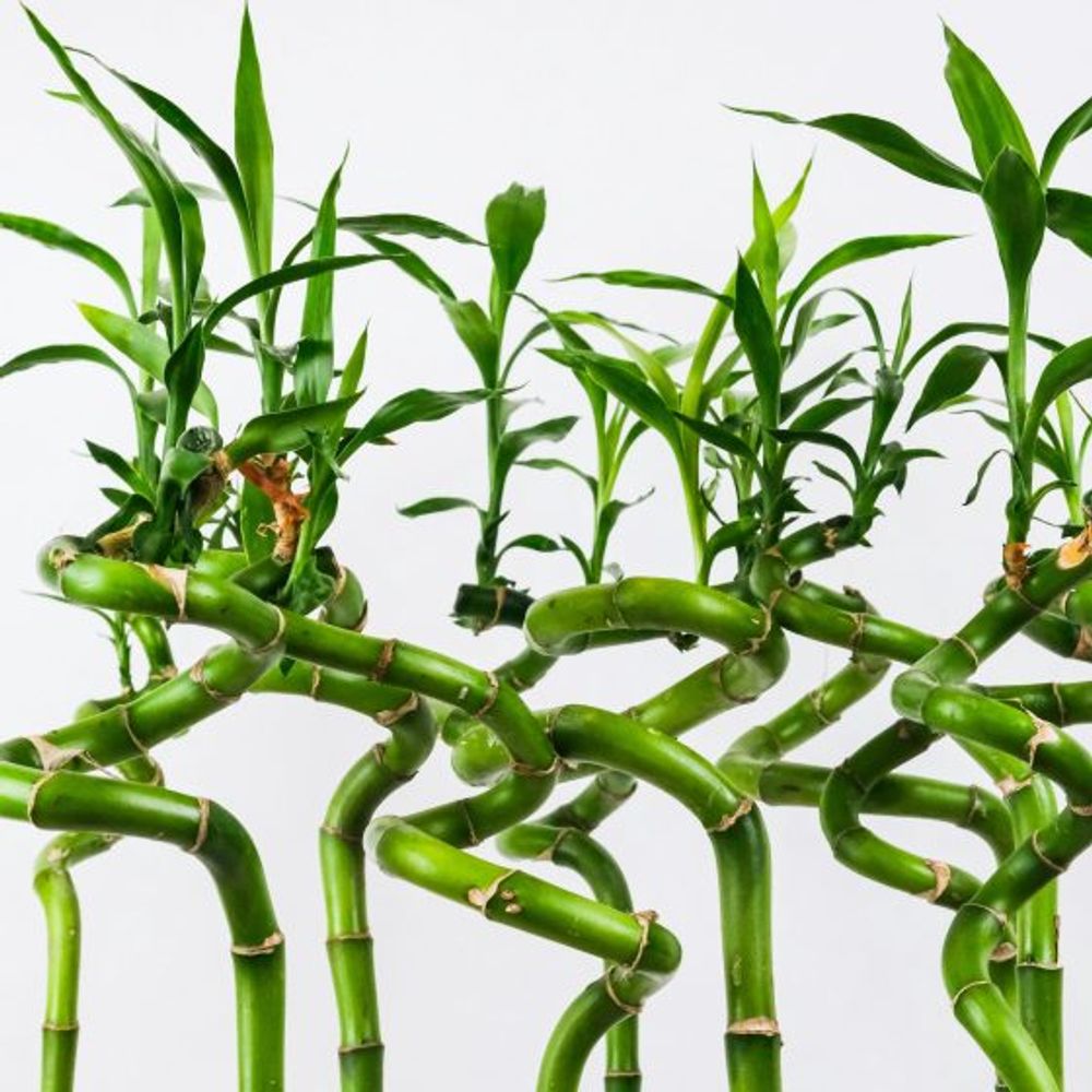 10 best lucky Chinese New Year plants for the home in 2024