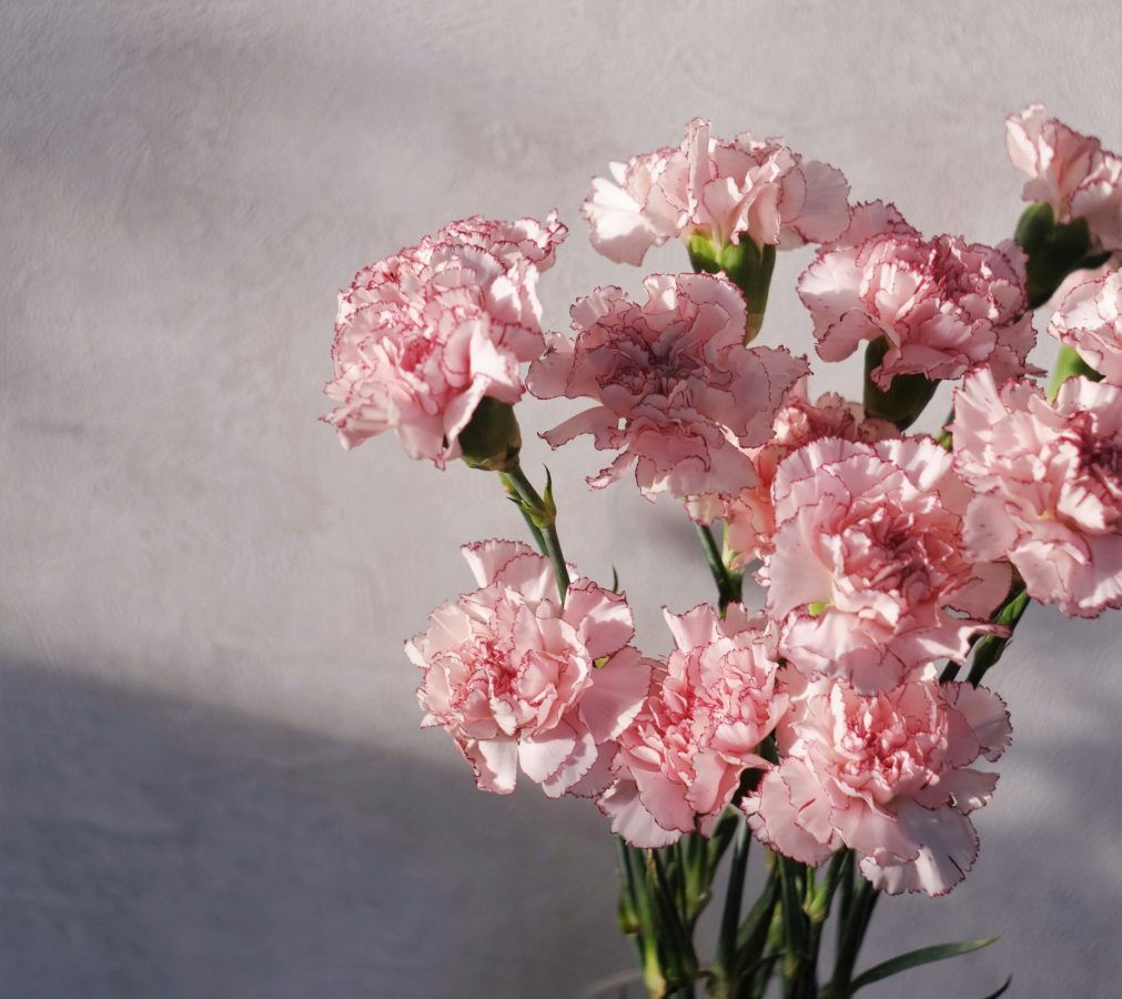 Lucky flowers for zodiacs: Best blooms for all signs to usher in prosperity