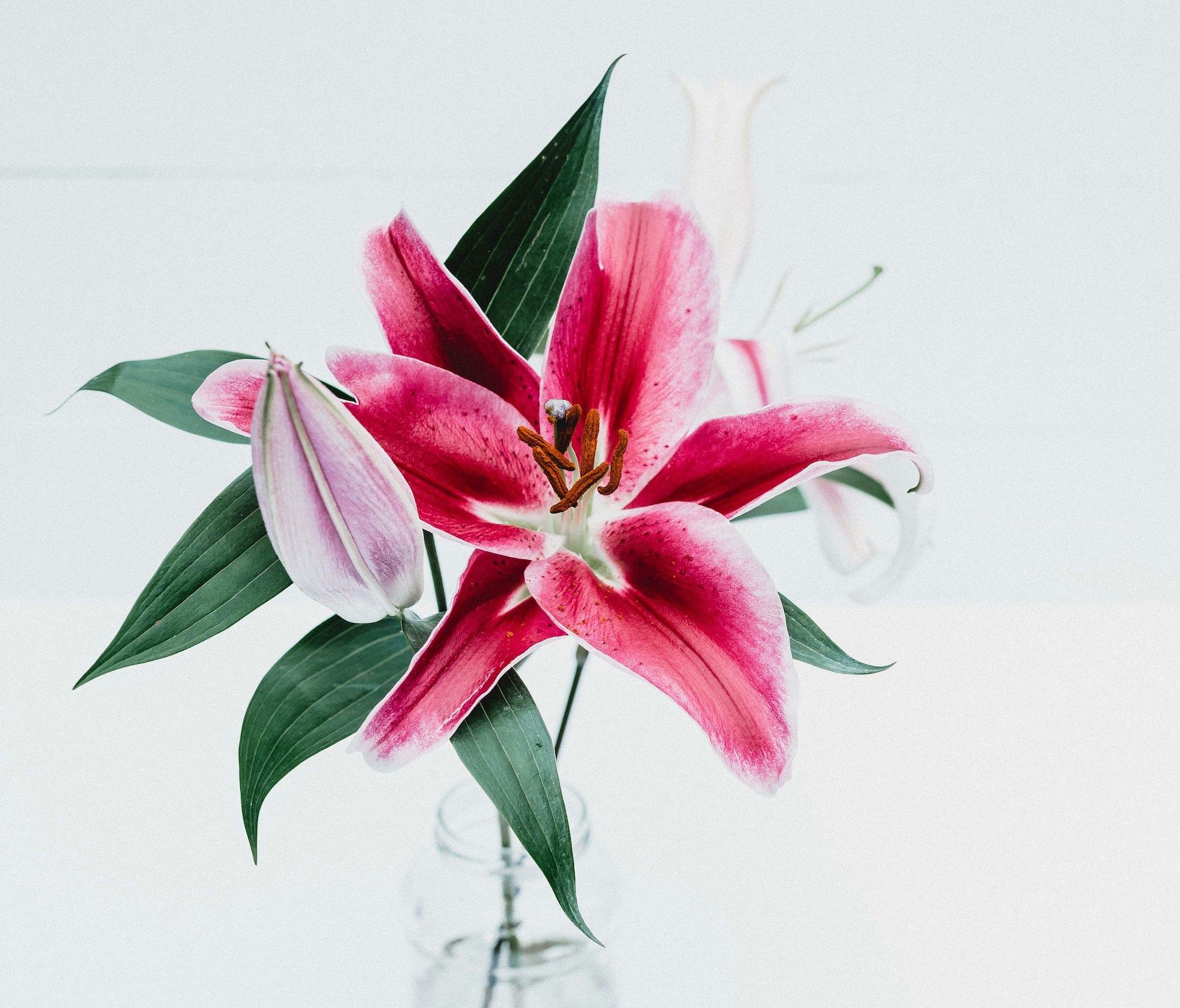 Lucky flowers for zodiacs: Best blooms for all signs to usher in prosperity