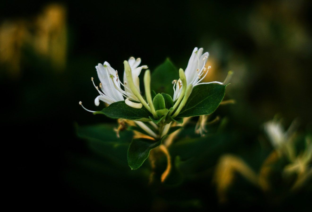 Lucky flowers for zodiacs: Best blooms for all signs to usher in prosperity