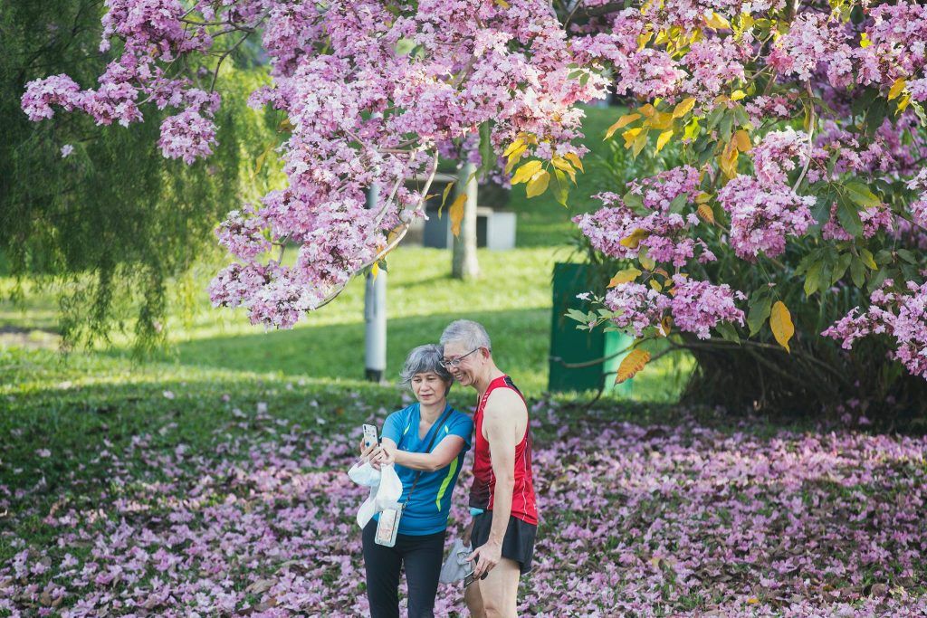 Trumpet trees in Singapore: where to view the country's 'sakura' season