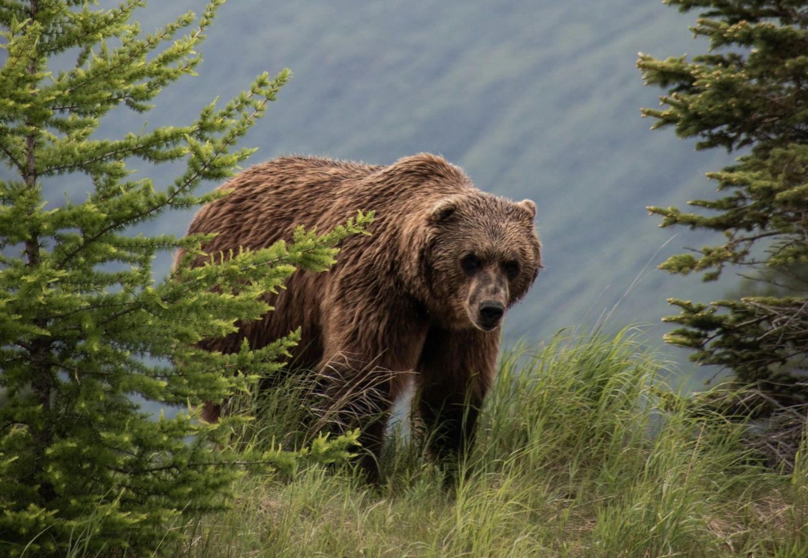 "Man or bear" TikTok trend reveals that women would rather a bear