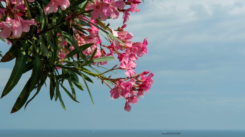 7 toxic plants all dogs, cats, and pet owners should avoid at home