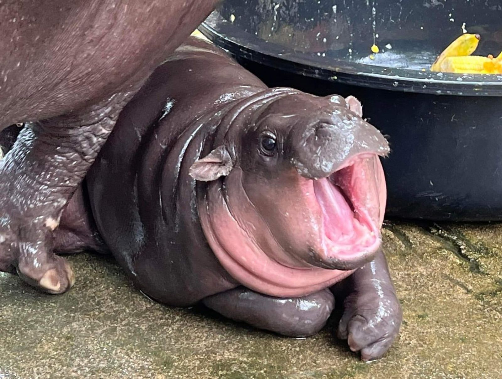 How to visit Moo Deng: Location, transportation, ticket price | LSA SG