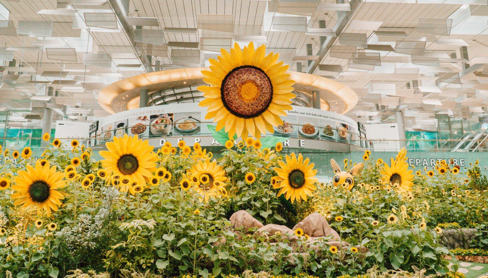 Changi Airport unveils the world's largest airport sunflower showcase