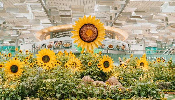 Changi Airport unveils the world's largest airport sunflower showcase