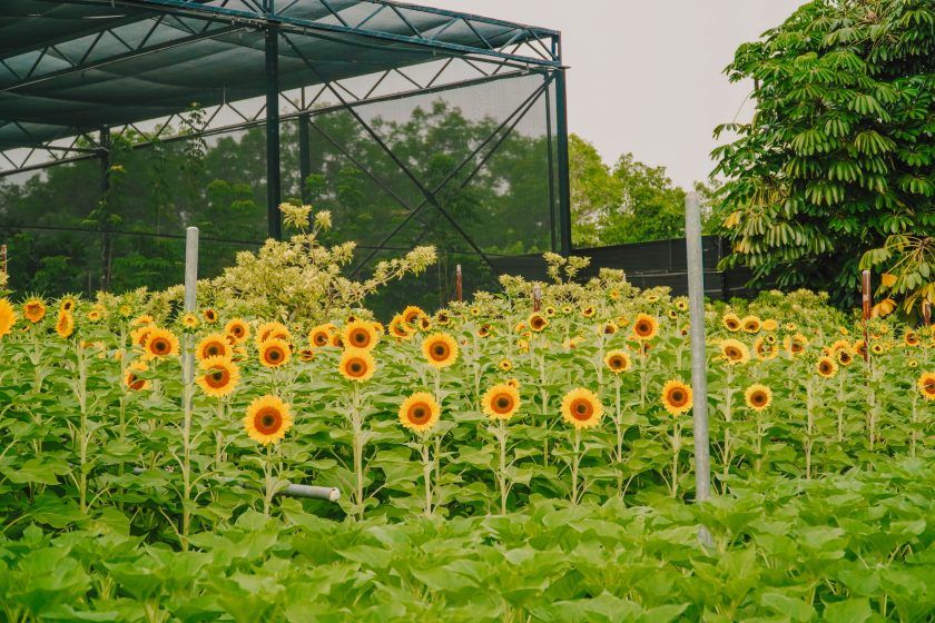 Changi Airport unveils the world's largest airport sunflower showcase