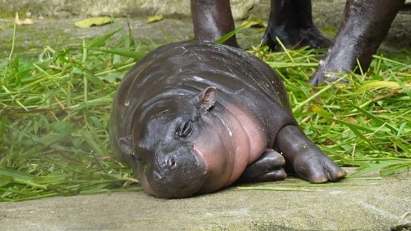 Moo Deng has her own live stream – here’s how to watch