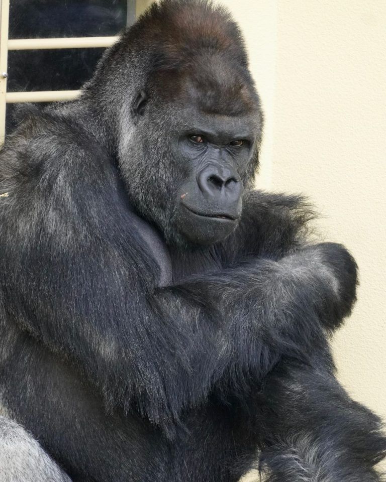 Most famous zoo animals around the world, from Moo Deng to Pesto