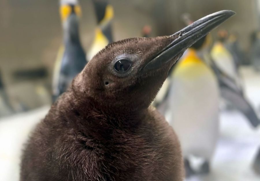 Fun facts about Pesto, the chonky baby penguin | Lifestyle Asia SG