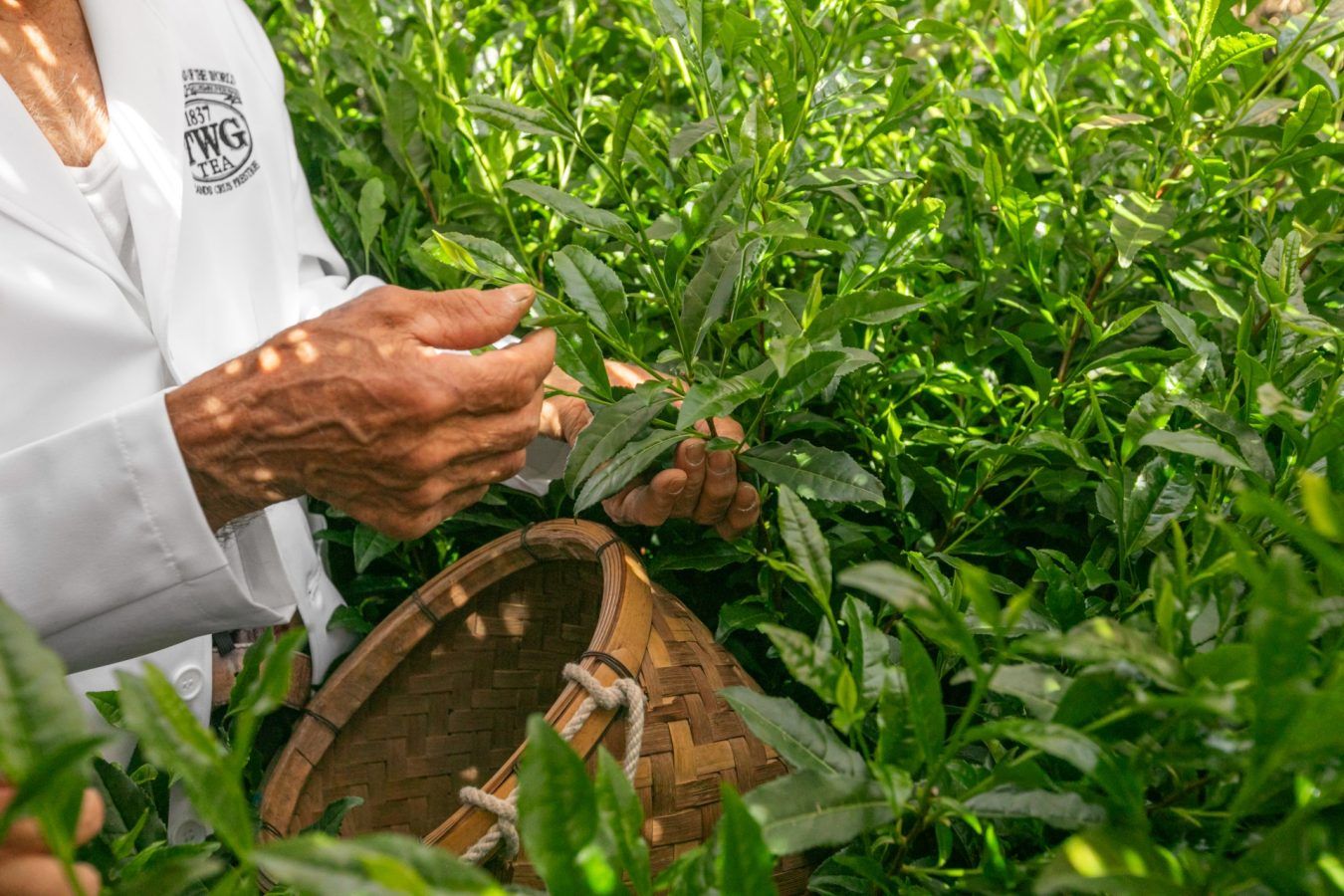 Why TWG Tea Master's Gyokuro is in a prestigious league of its own
