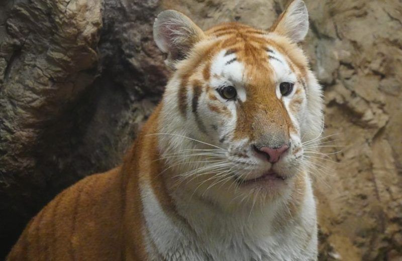 How to see Ava, Chiang Mai Night Safari’s golden tiger