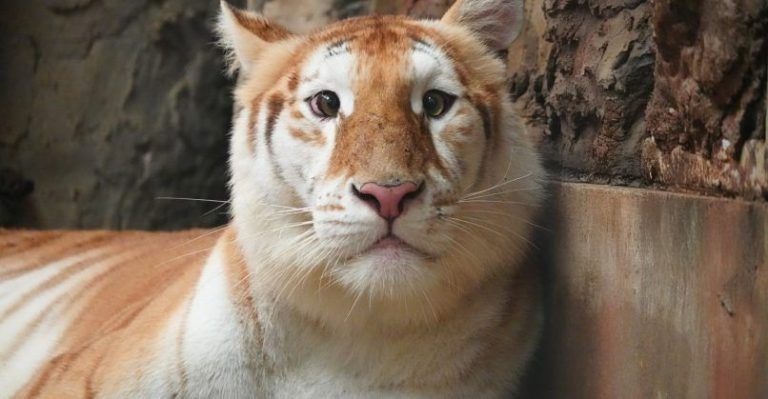 Lesser-known facts about golden tigers, Ava’s rare breed | LSA SG