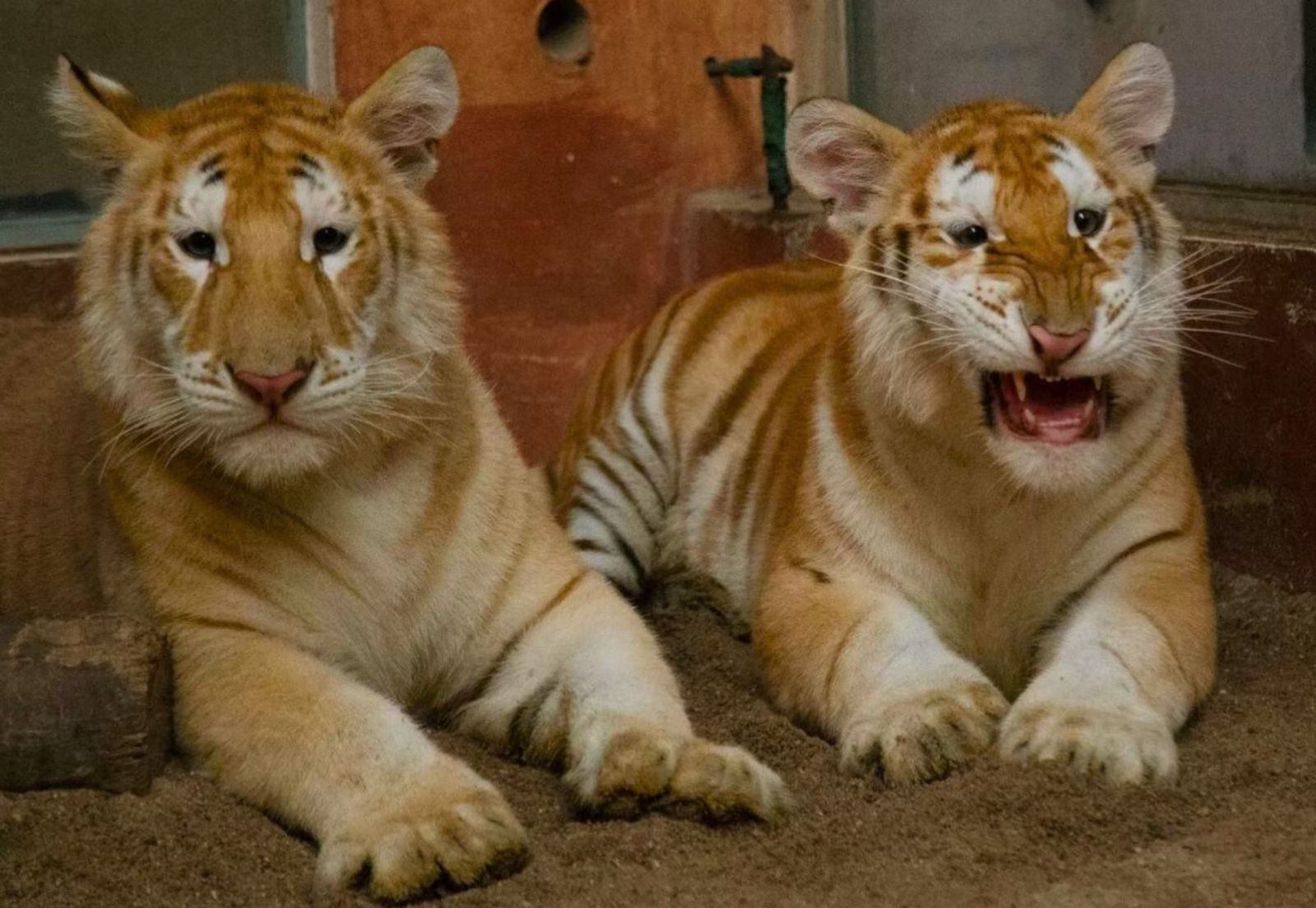 Lesser-known facts about golden tigers, Ava’s rare breed | LSA SG