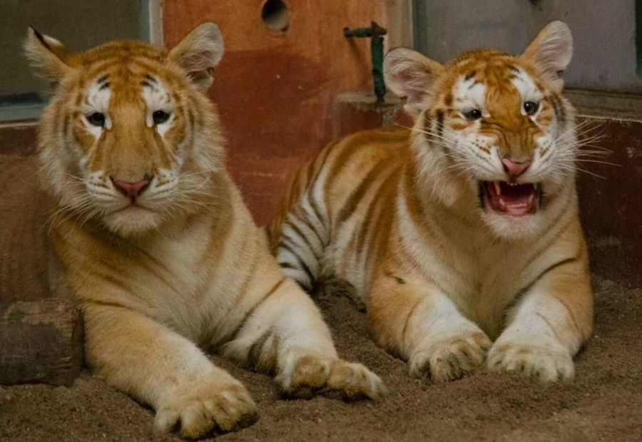 Lesser-known facts about golden tigers, Ava’s rare breed | LSA SG