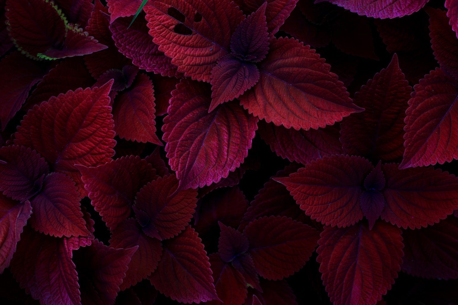 Lucky colour for Saturday, according to your zodiac | Lifestyle Asia SG