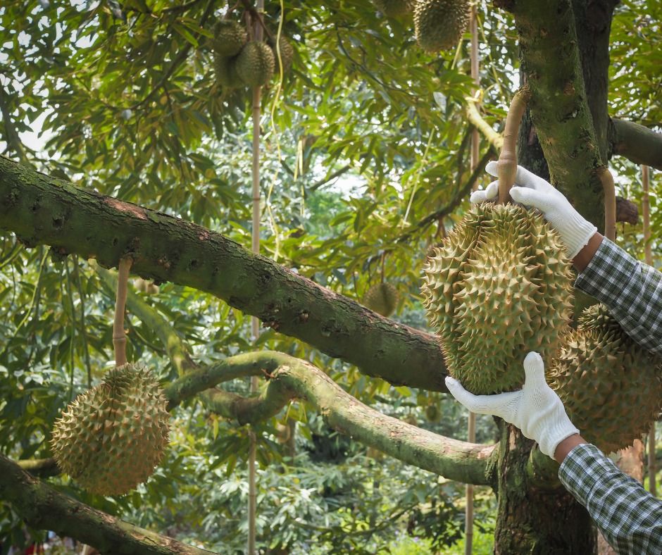 Durian vending machine at Tampines MRT station sells fresh MSW durians
