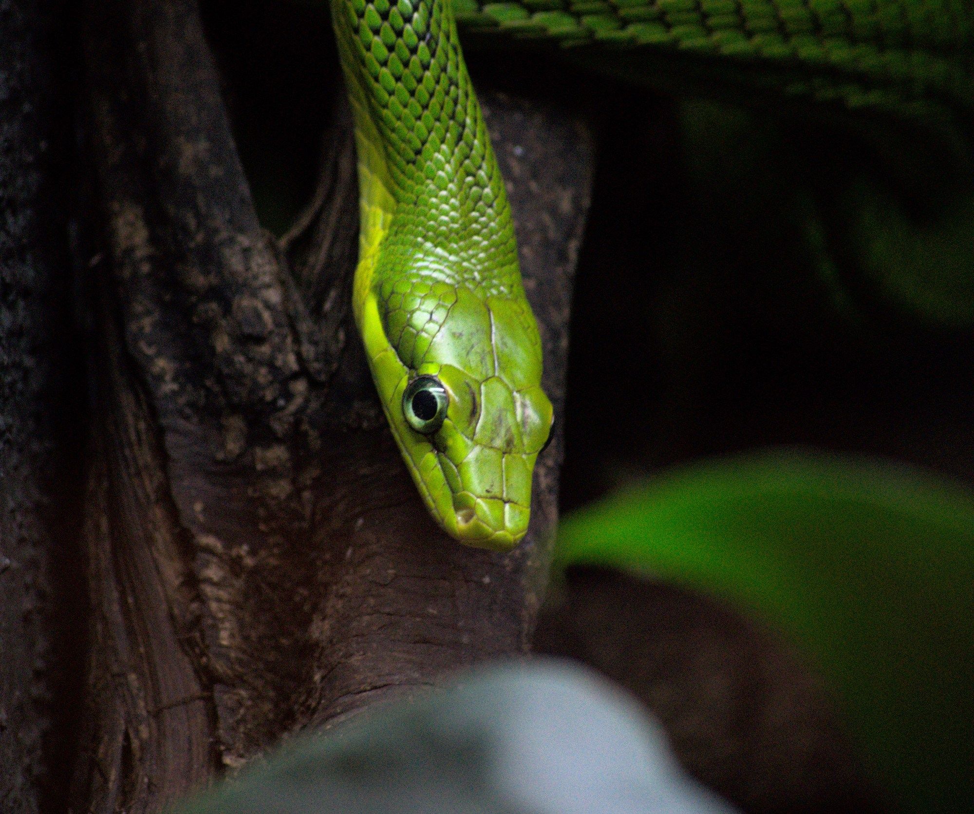 Year of the Wood Snake: Love life, luck, personality traits for the ...