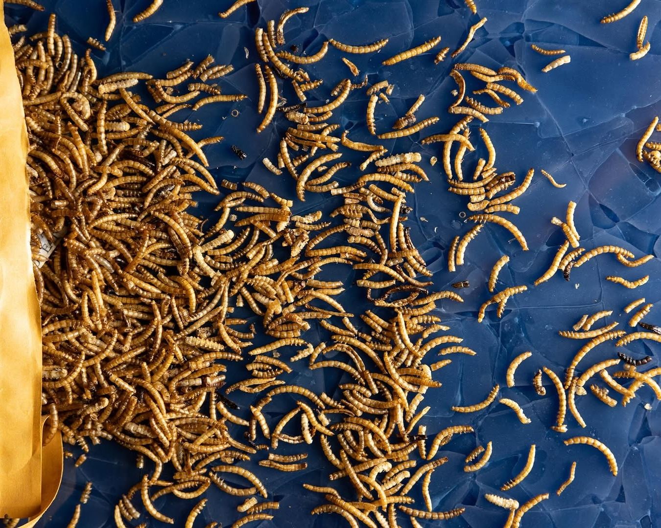 Insect cocktails: Singapore bars using mealworm and ants in their drinks