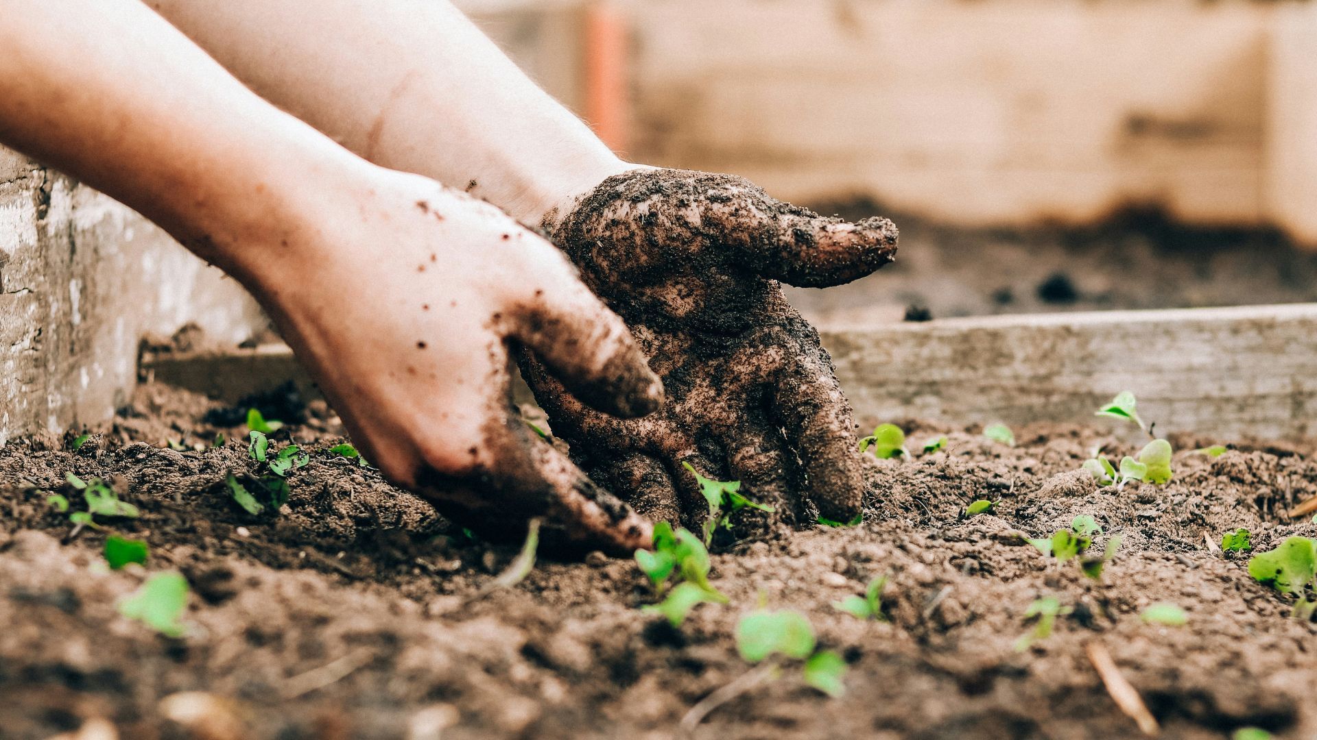 All about plant communication therapy and its benefits | LSA Singapore