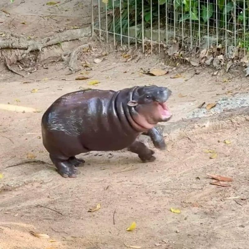 Moo Deng is celebrating his 1st birthday at Khao Kheow Open Zoo this ...