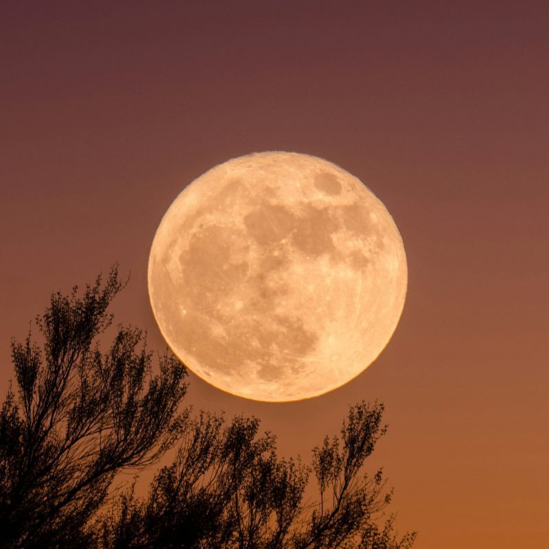 Primal astrology: Find out your primal spirit animal | LSA Singapore