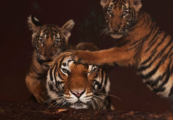 The Laurus Singapore: RWS collabs with Marriott for an all-suite hotel