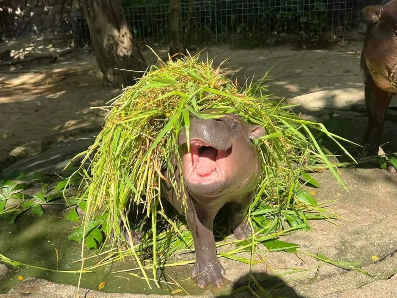 Moo Deng is celebrating his 1st birthday at Khao Kheow Open Zoo this ...