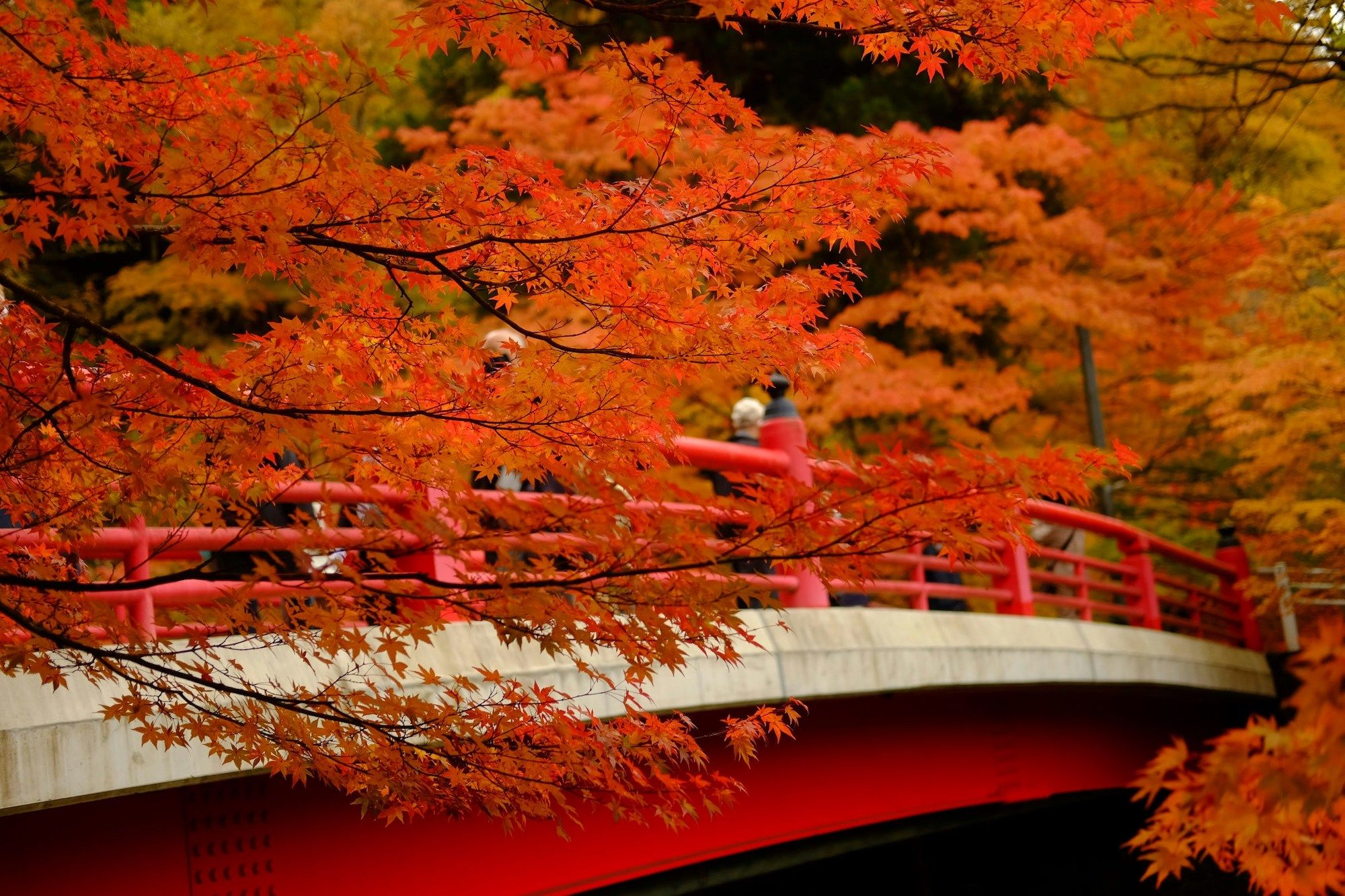 Ultimate guide to Aomori, Japan: Apples, festivals, and more | LSA SG