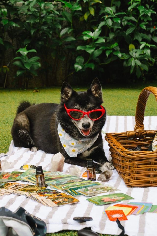 Pamper yourself and your pooch at these pet-friendly hotels in Singapore