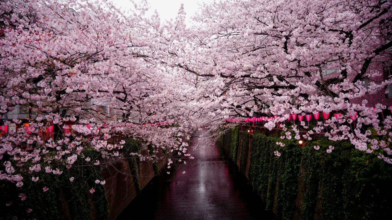 Japan cherry blossom season 2026: Bloom forecast dates | LSA SG