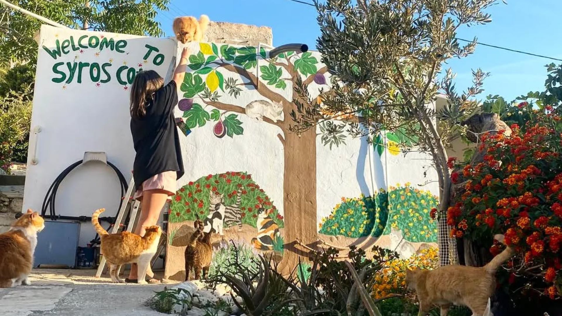 Greek island Syros will house you for free if you help the local cats
