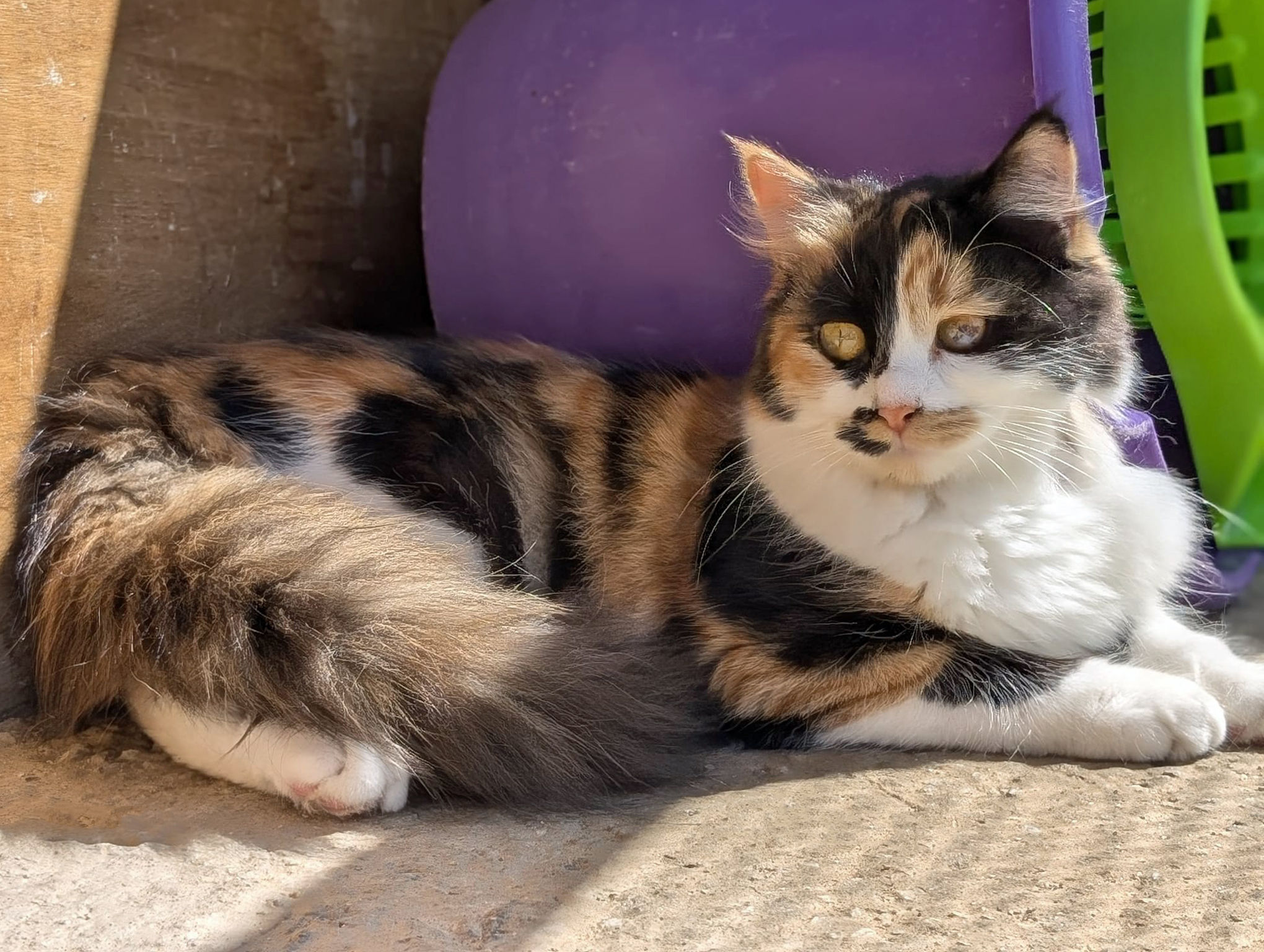Greek island Syros will house you for free if you help the local cats