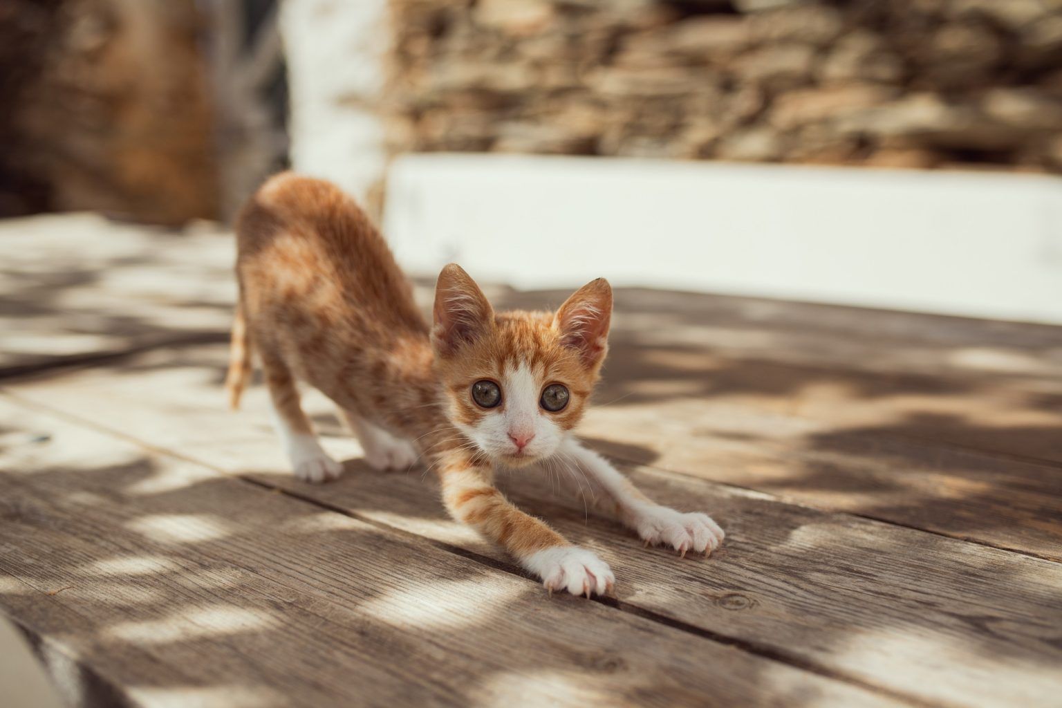 Greek island Syros will house you for free if you help the local cats