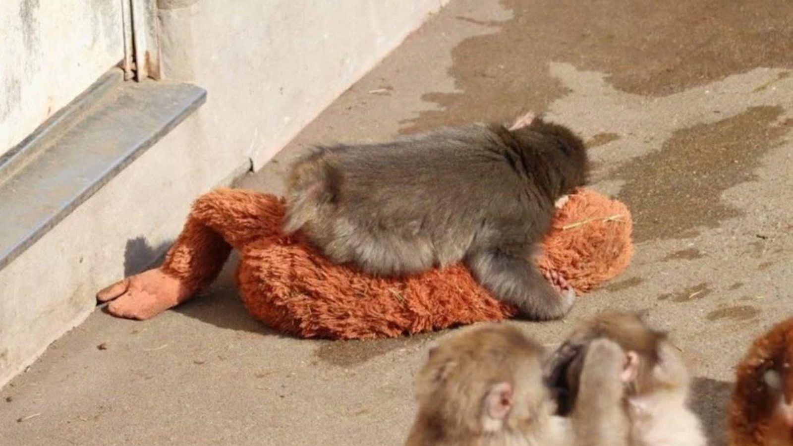 What you need to know about viral baby monkey Punch in Ishikawa Zoo