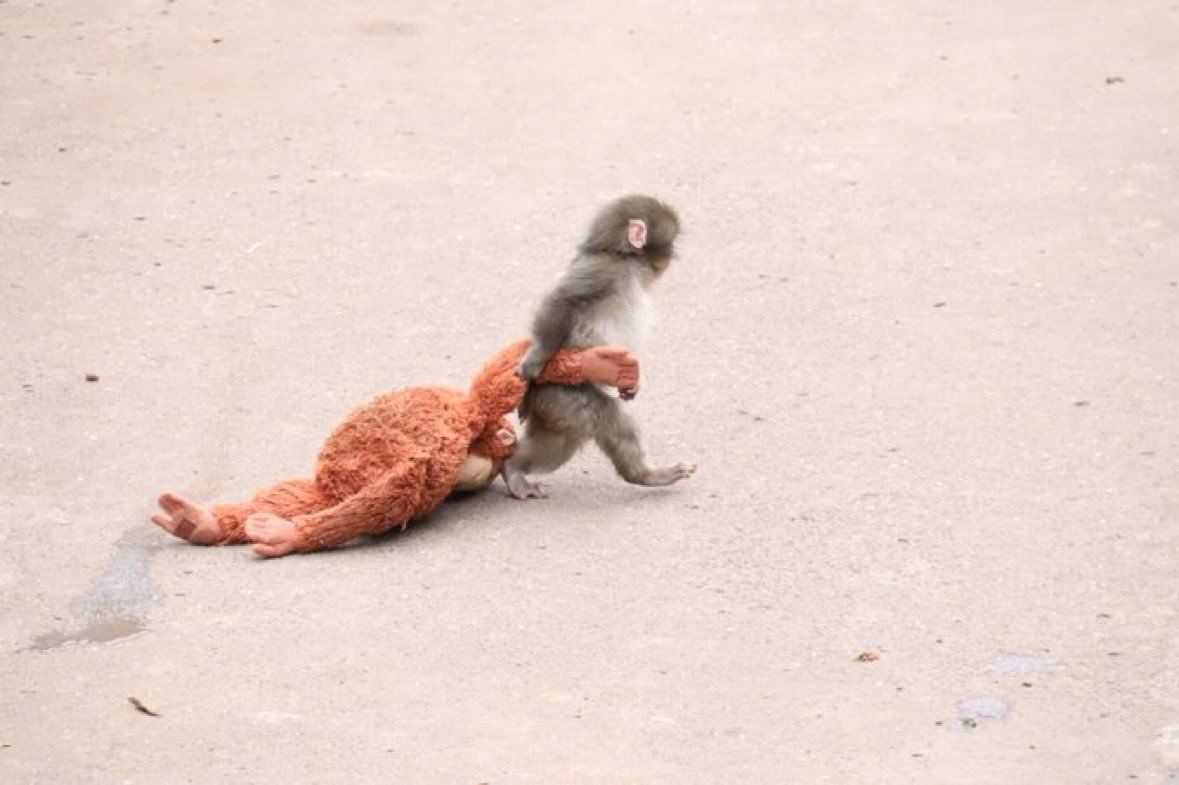 What You Need To Know About Viral Baby Monkey Punch In Ishikawa Zoo