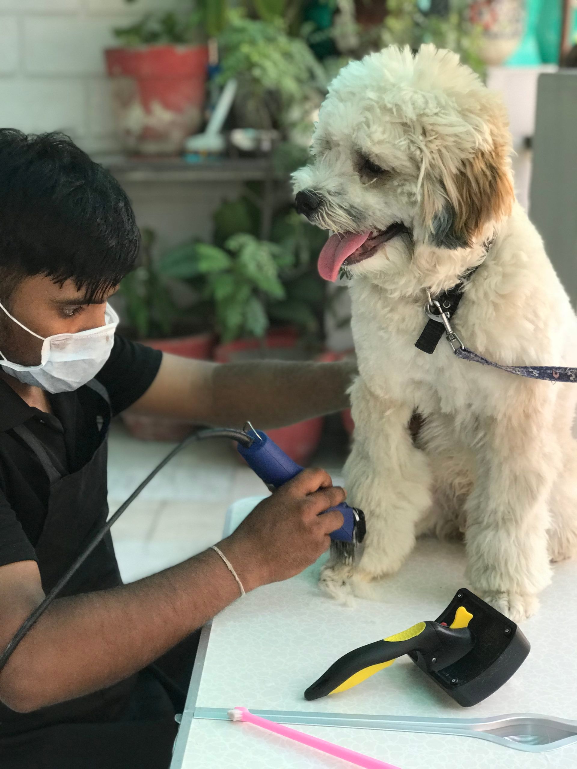 Pet grooming services in your city that will pamper your pets silly