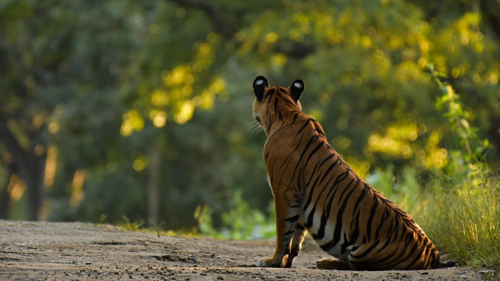 Kaav Safari Lodge: An odyssey into the heart of South Indian wilderness