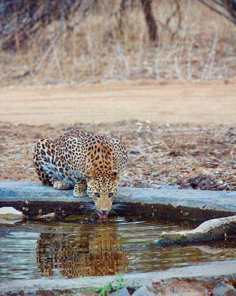 A local-approved guide of things to see, do, eat and shop while in Jaipur