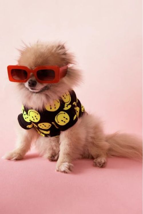 Zara pet collection: Get your dog (and cat) a new wardrobe now