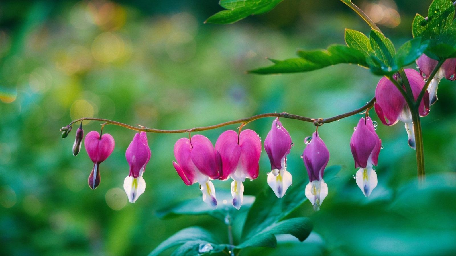 Rare and most beautiful flower in the world to make you smile