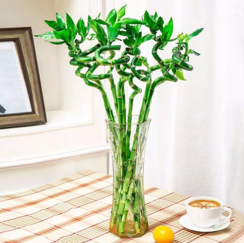 A beginner's guide on how to grow indoor plants