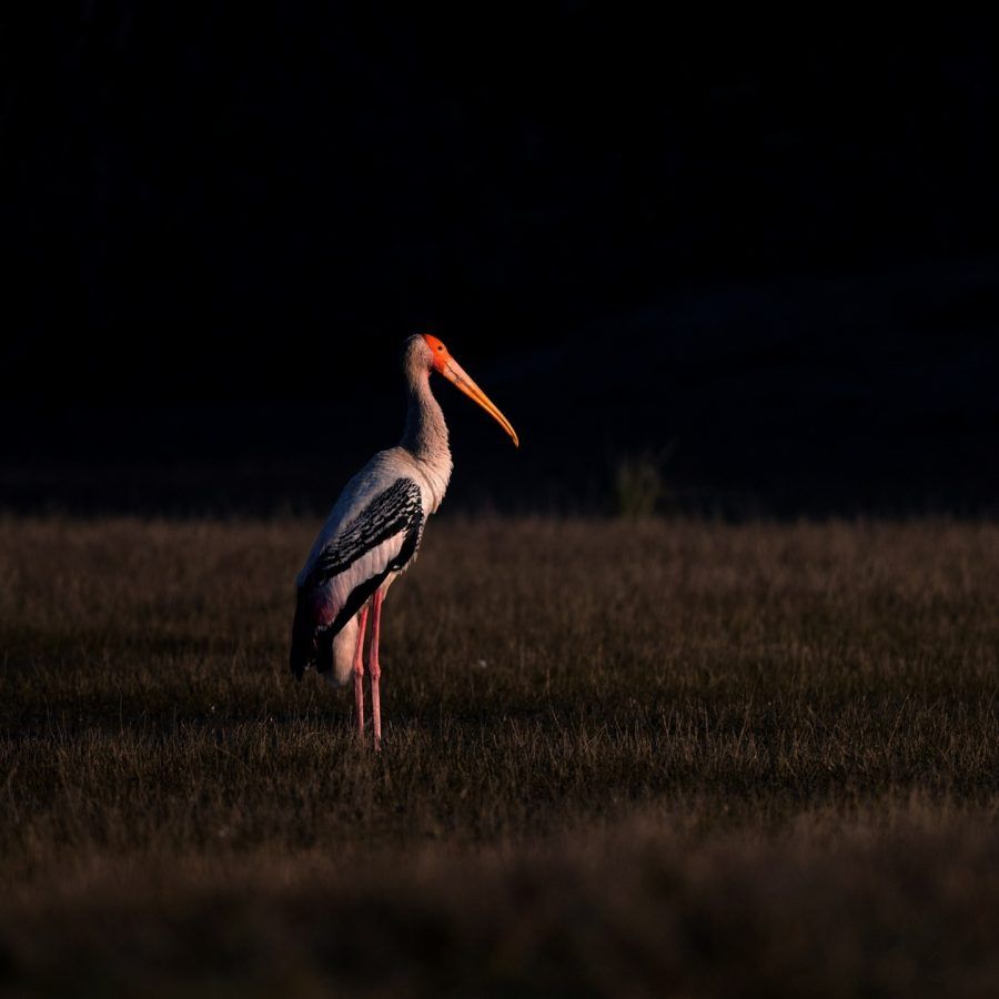 Wildlife sanctuary tours in India promising an adventurous journey